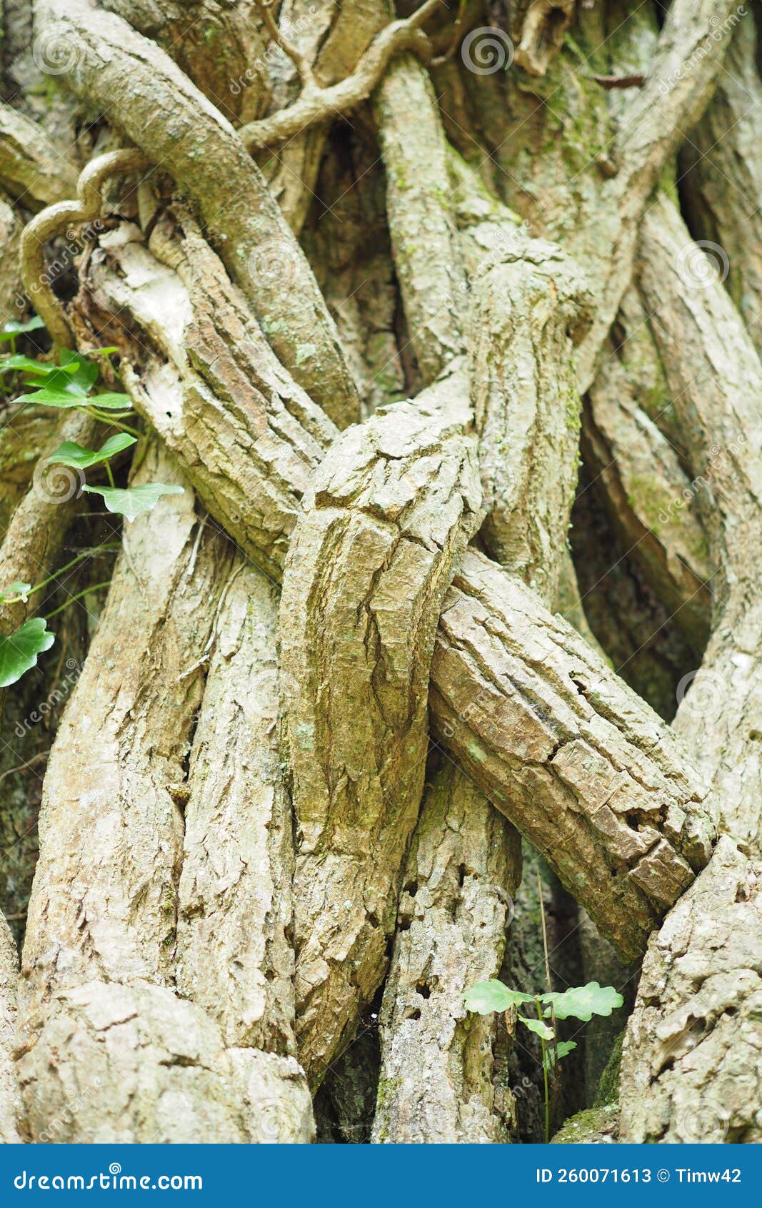 Thick Vines Intertwined Growing Around Old Tree Trunk Stock Image ...