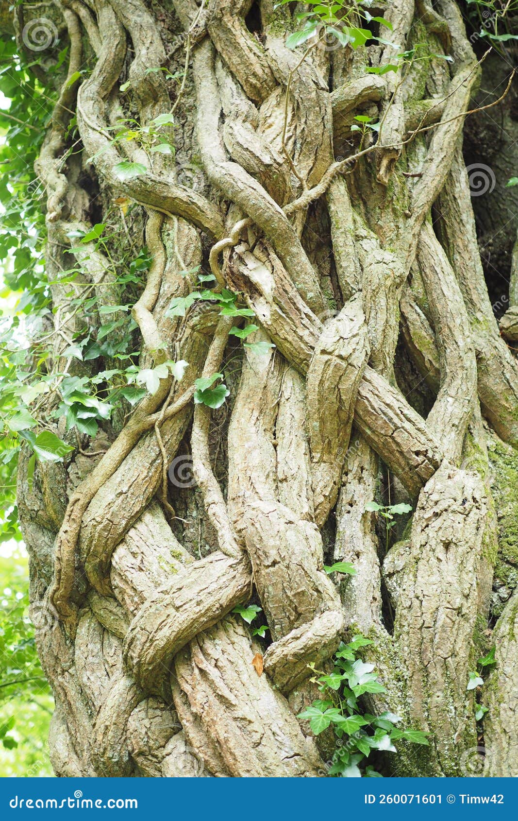 Thick Vines Intertwined Growing Around Old Tree Trunk in Forest Stock ...