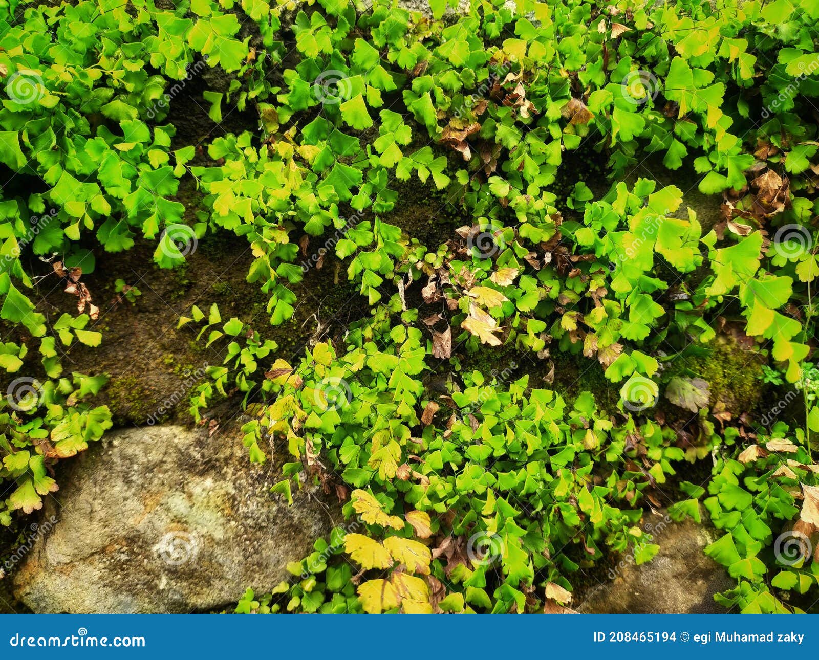 Thick Vines Overgrown the Rocks Stock Photo - Image of overgrown, thick ...