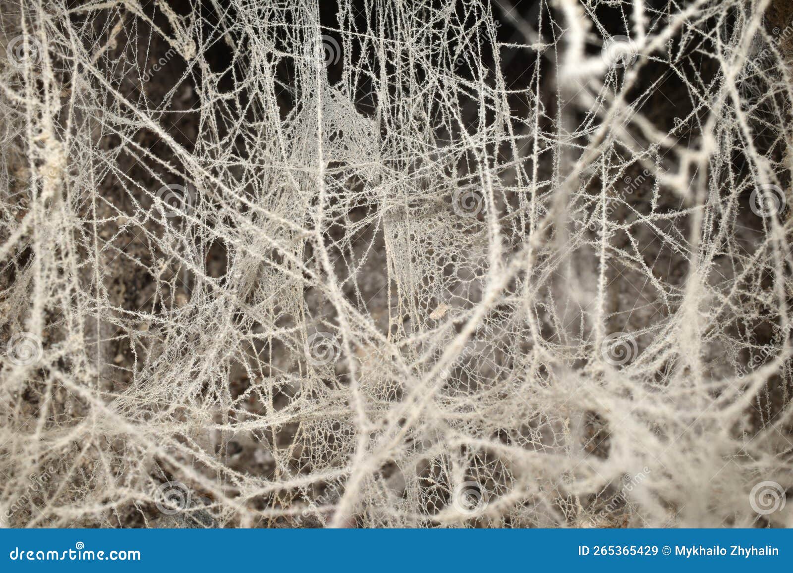 Thick Wall of Cobwebs, in Several Rows Stock Image - Image of arachnid ...