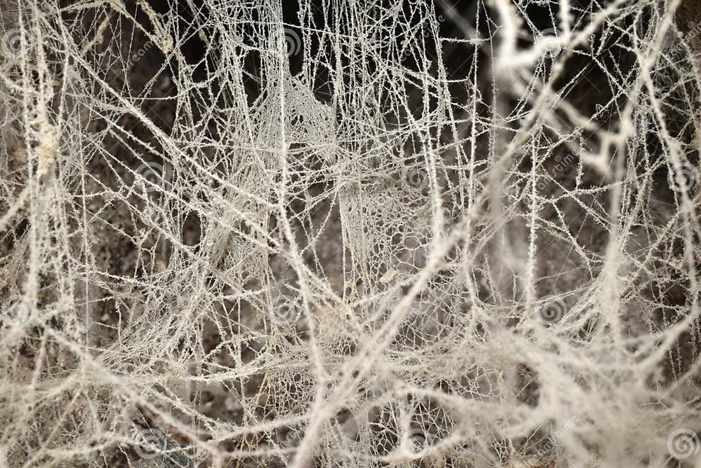 Thick Wall of Cobwebs, in Several Rows Stock Image - Image of arachnid ...