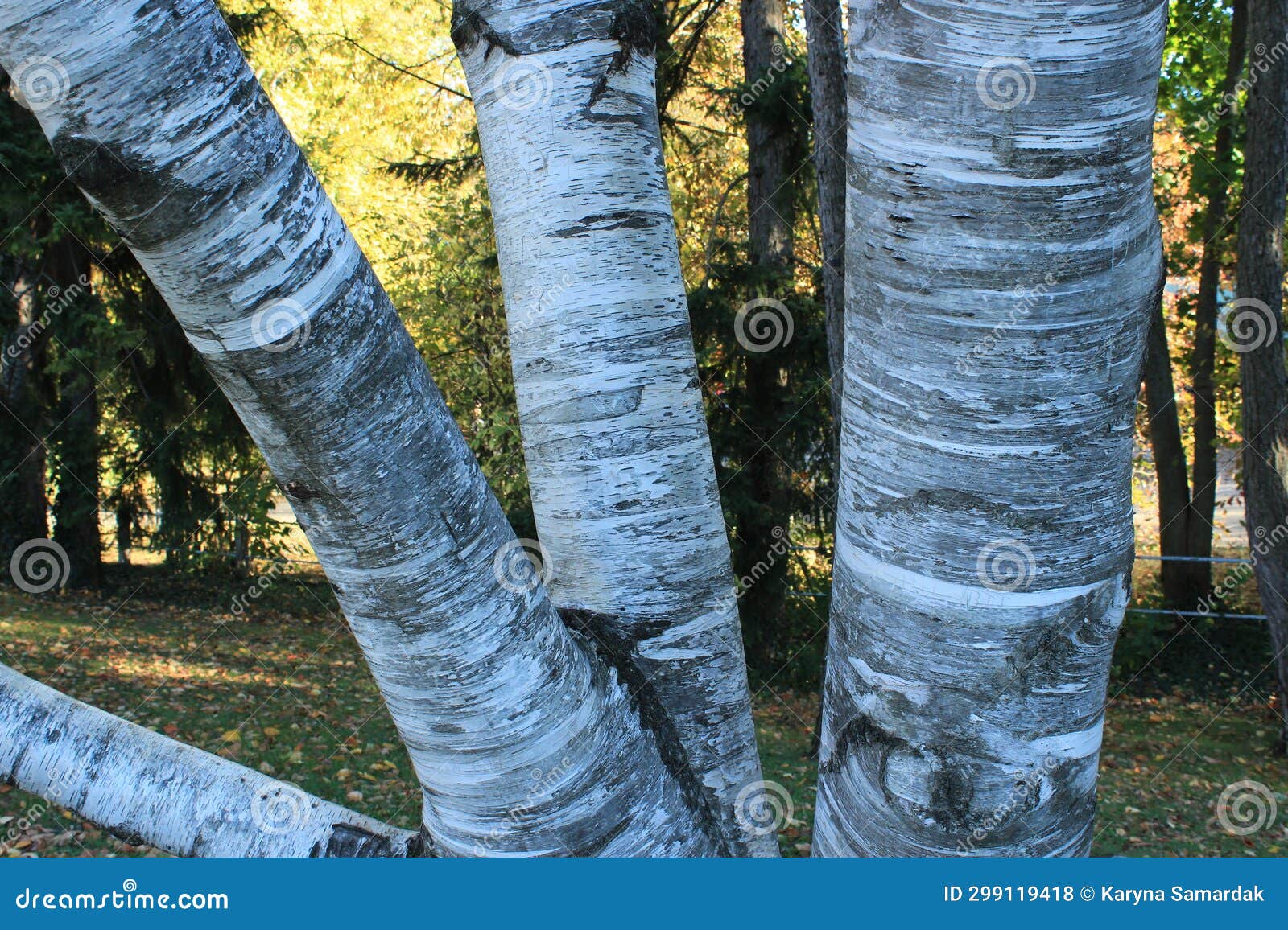 The Trunk of a Birch Tree Up Close Stock Photo - Image of nature, close ...