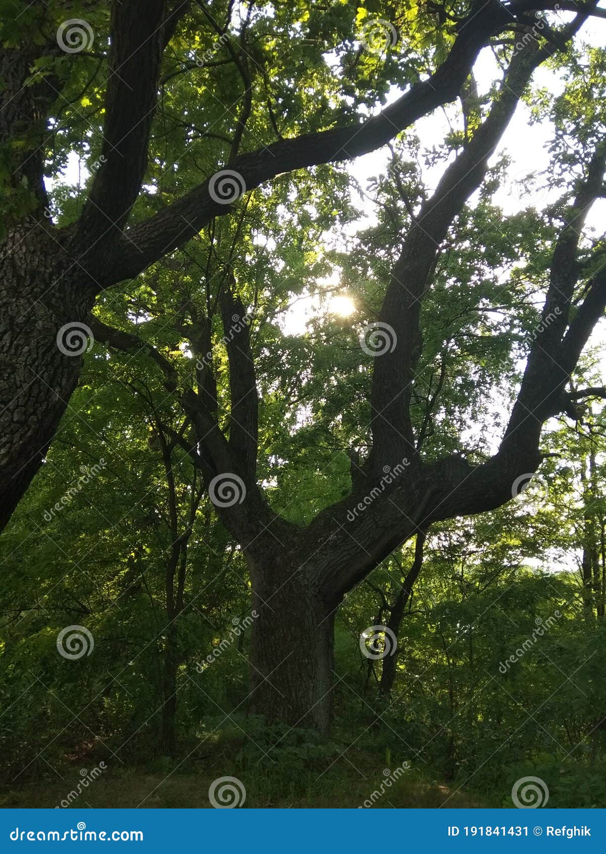 Thick Wide Beautiful Trees in a Sunny Forest Stock Image - Image of ...