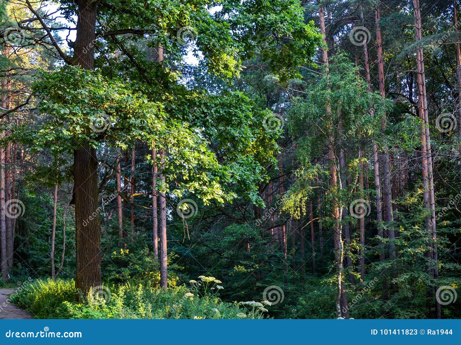 Thick Wild Deciduous Forest. an Impenetrable Thicket. Summer Stock ...