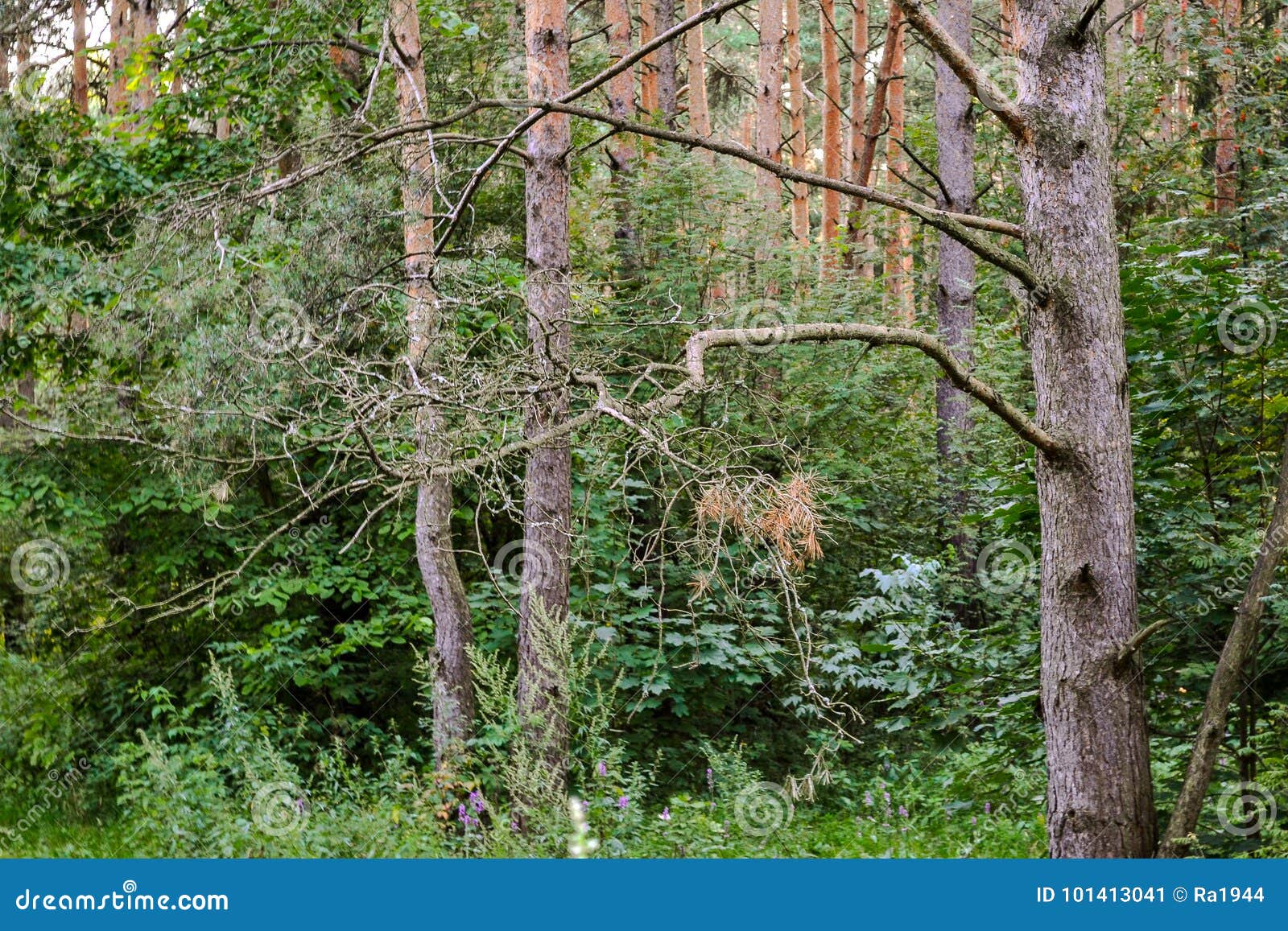 Thick Wild Deciduous Forest. an Impenetrable Thicket. Summer Stock ...