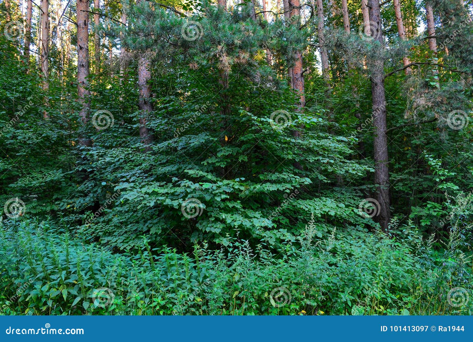 Thick Wild Deciduous Forest. an Impenetrable Thicket. Summer Stock ...