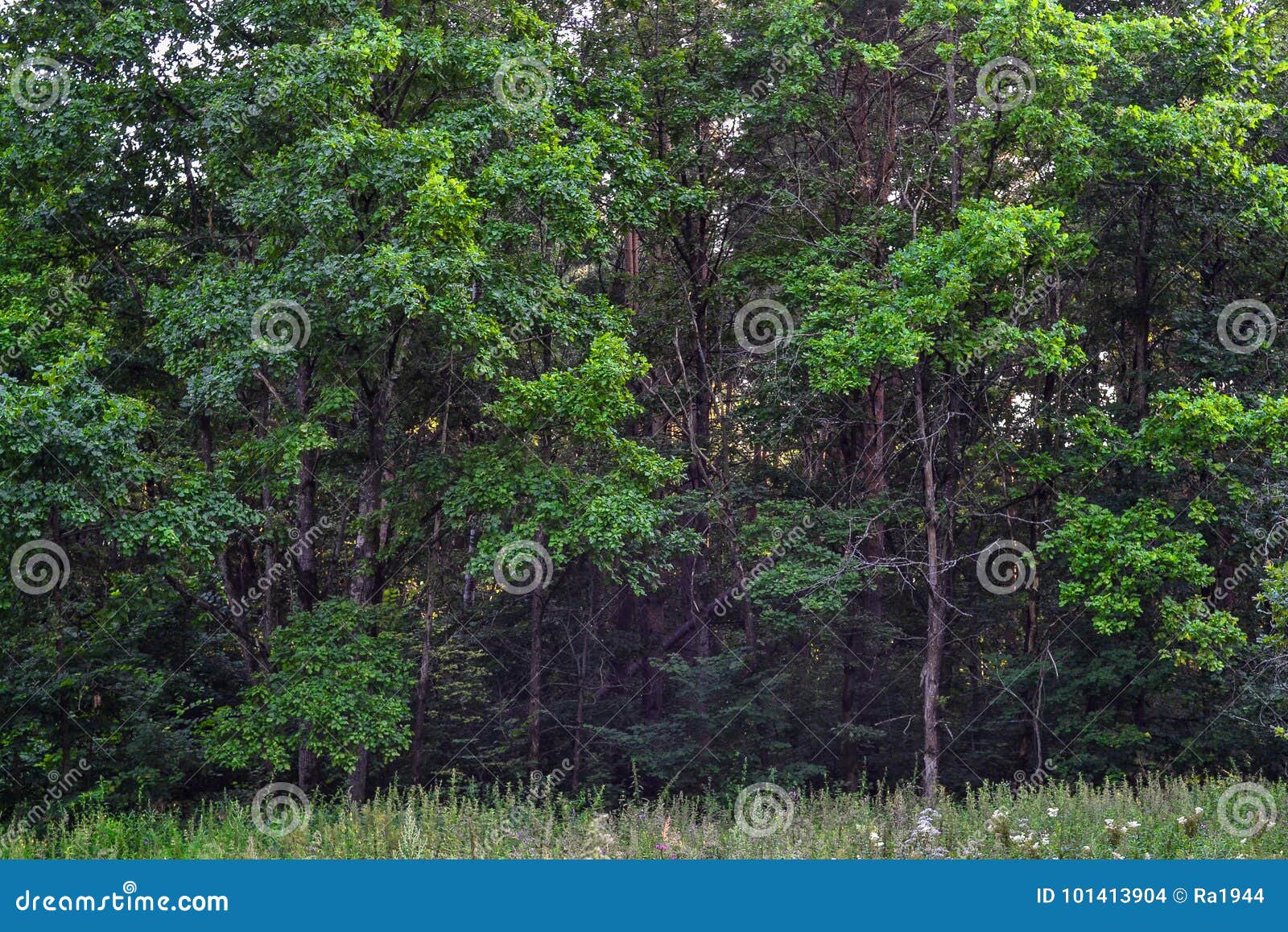 Thick Wild Deciduous Forest. an Impenetrable Thicket. Summer Stock ...