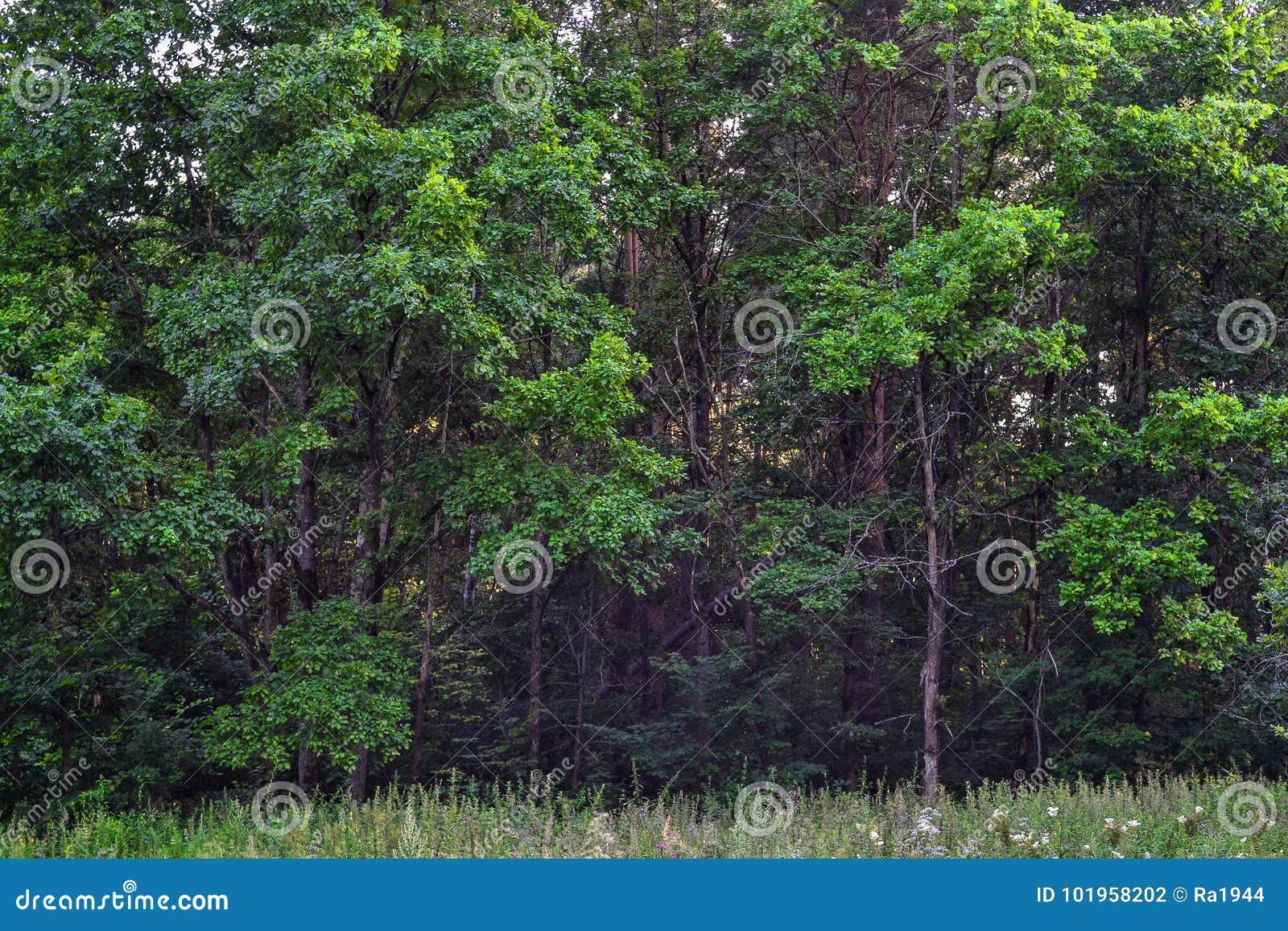 Thick Wild Deciduous Forest. an Impenetrable Thicket. Summer Stock ...