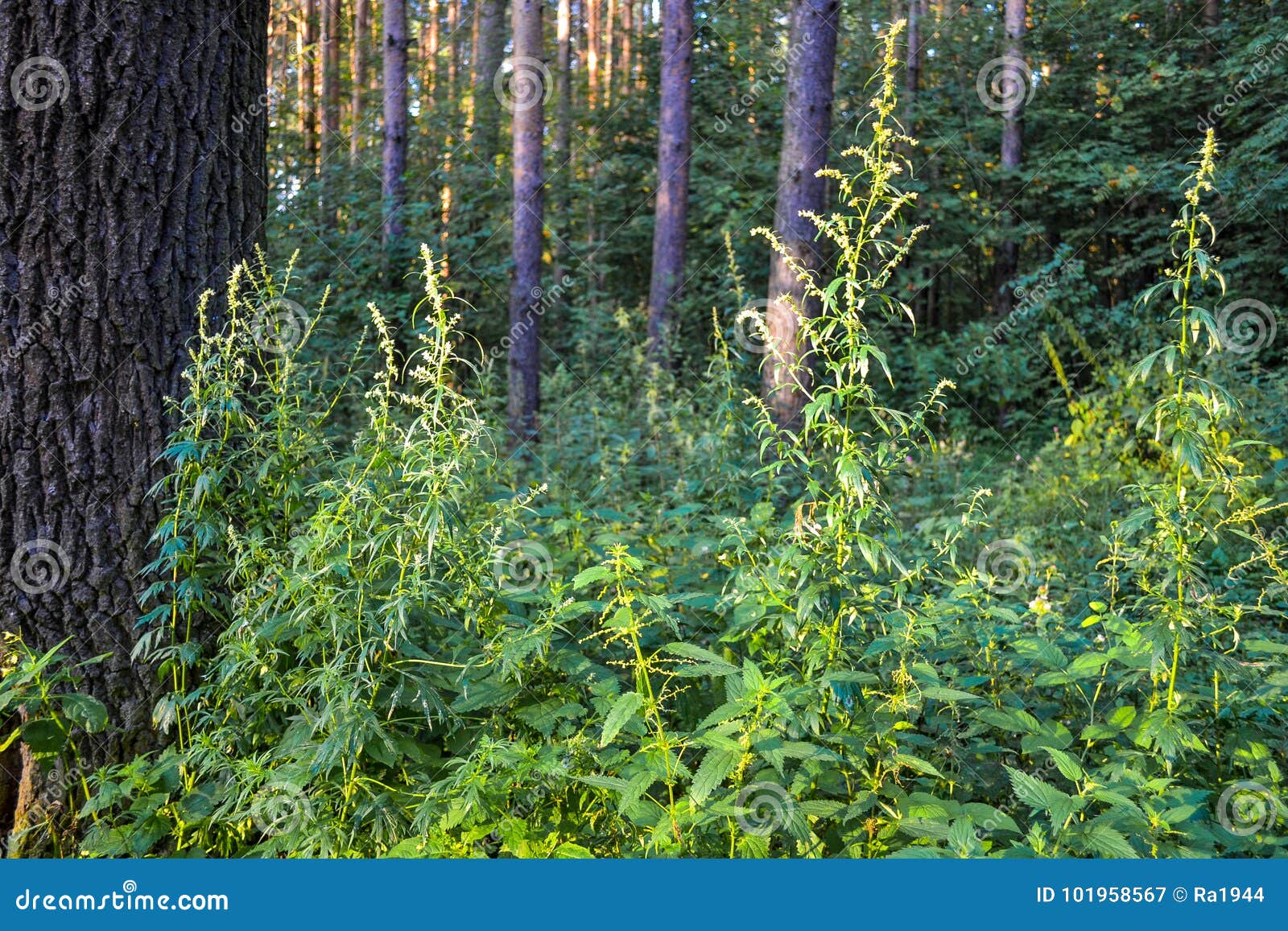Thick Wild Deciduous Forest. an Impenetrable Thicket. Summer Stock ...
