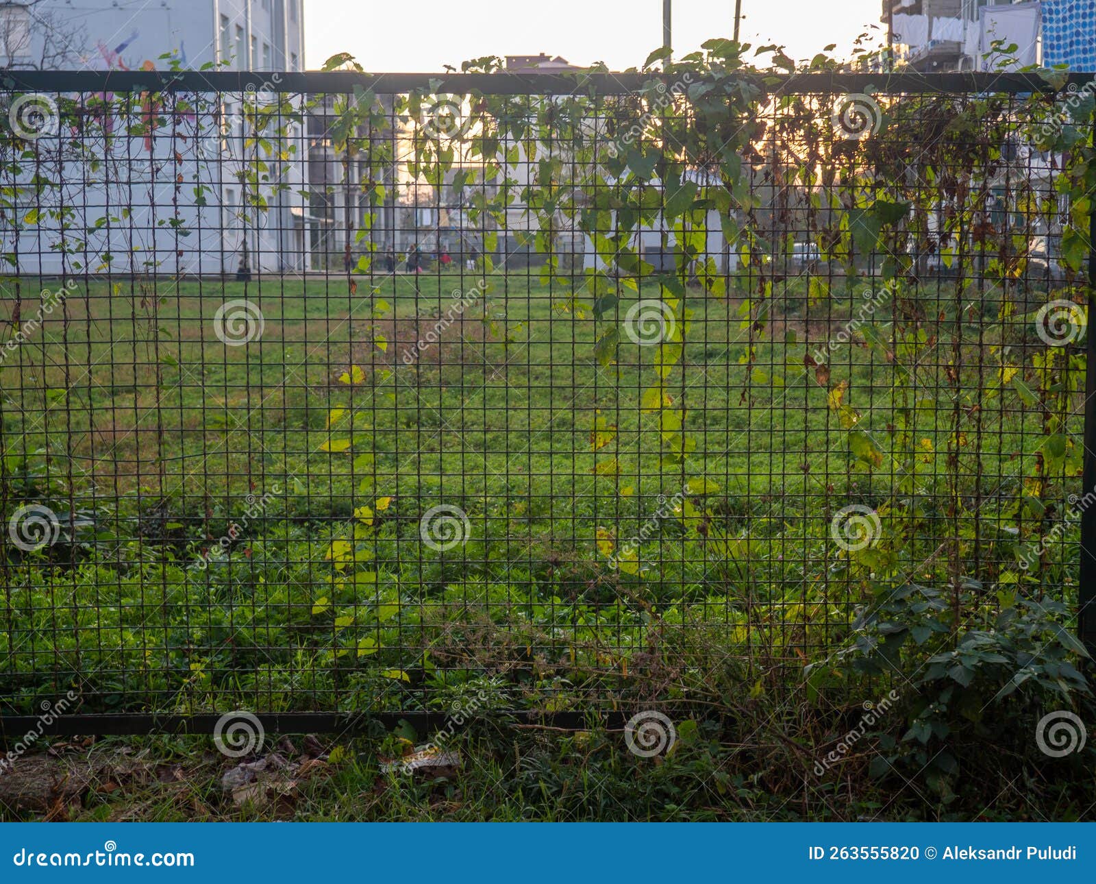 Thick Wire Fence in Ivy. Human and Nature Stock Photo - Image of summer ...
