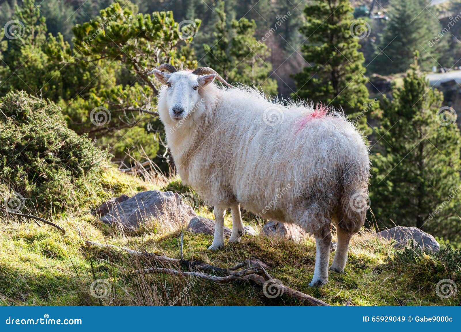 Thick wool Irish sheep stock image. Image of country - 65929049