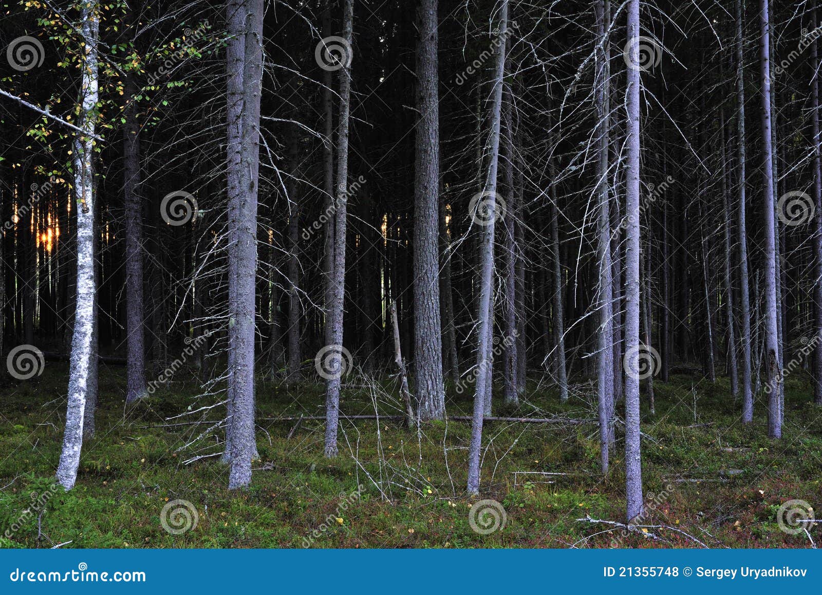 A thicket stock photo. Image of outdoor, dramatic, flora - 21355748