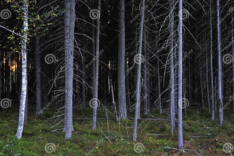 A thicket stock photo. Image of outdoor, dramatic, flora - 21355748