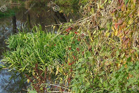 Thicket stock image. Image of riverside, green, bushes - 8023391