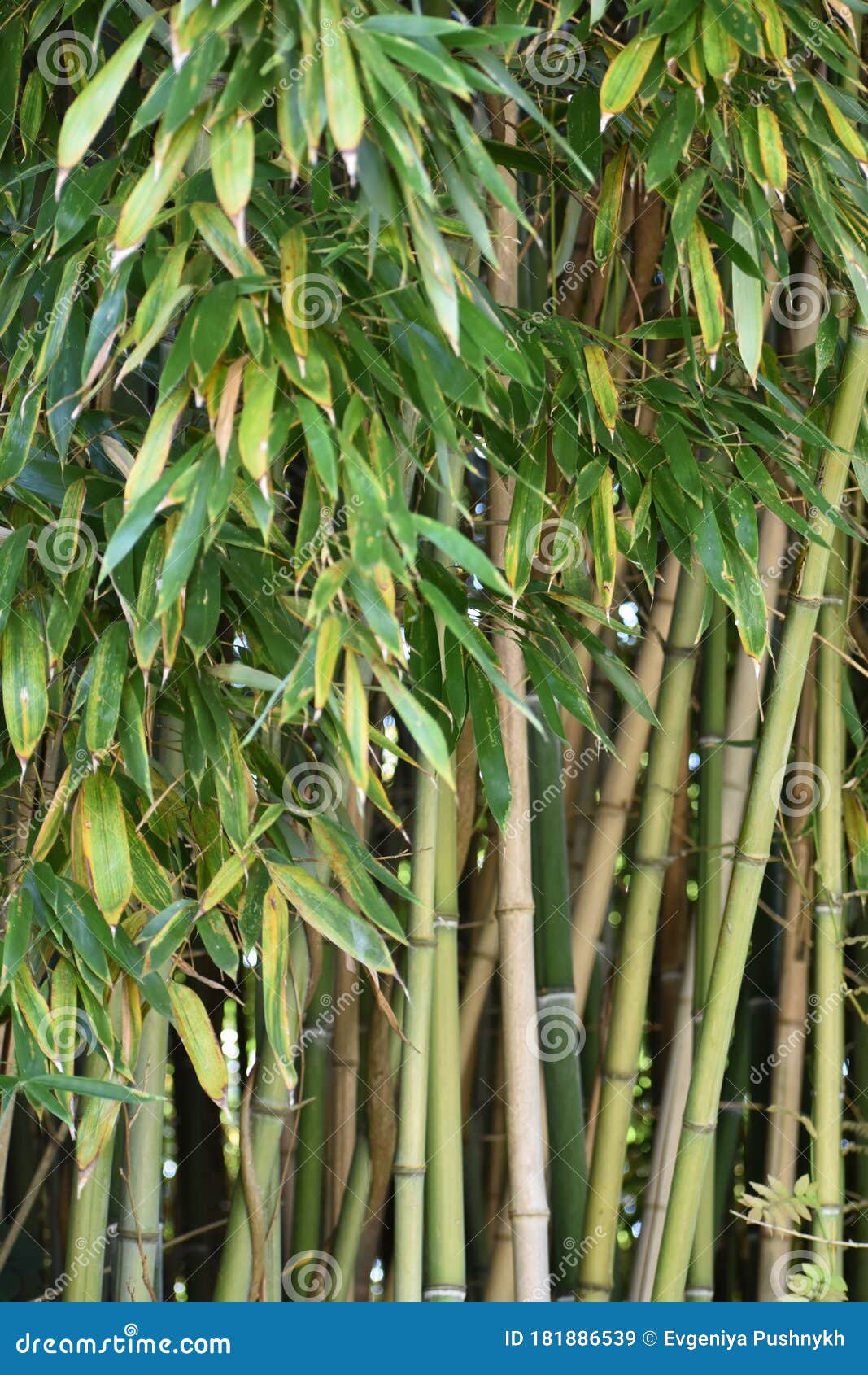 Thicket of Bamboo Tree Trunks and Leaves in the Park Stock Image ...