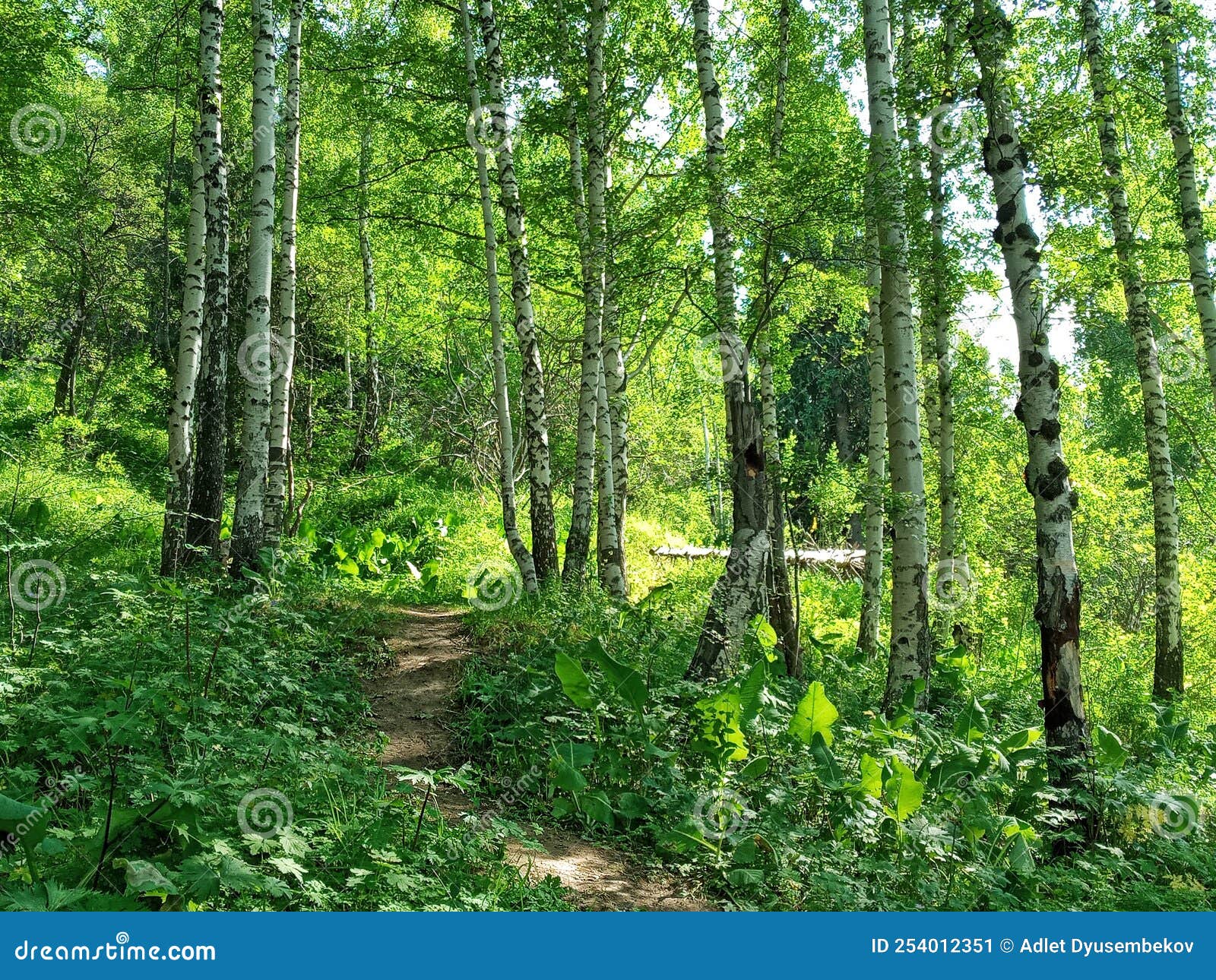 A Thicket of a Birch Forest Illuminated by the Summer Sun. the Path ...