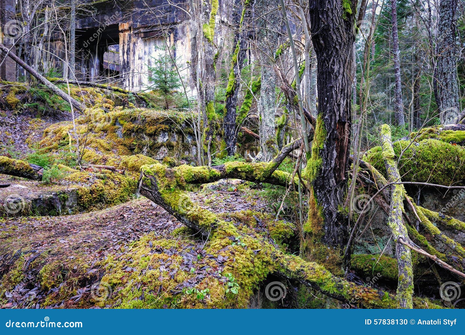 Thicket in Coniferous Forest Stock Photo - Image of grunge, moss: 57838130