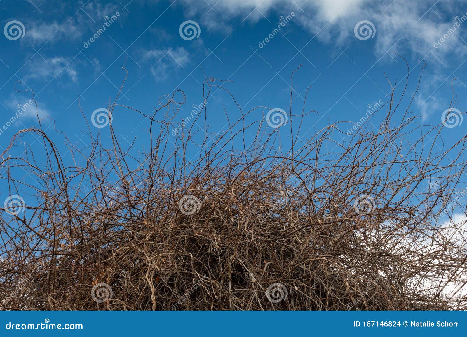 Thicket of Dense Branches and Vines, Twisted and Arched, before a ...