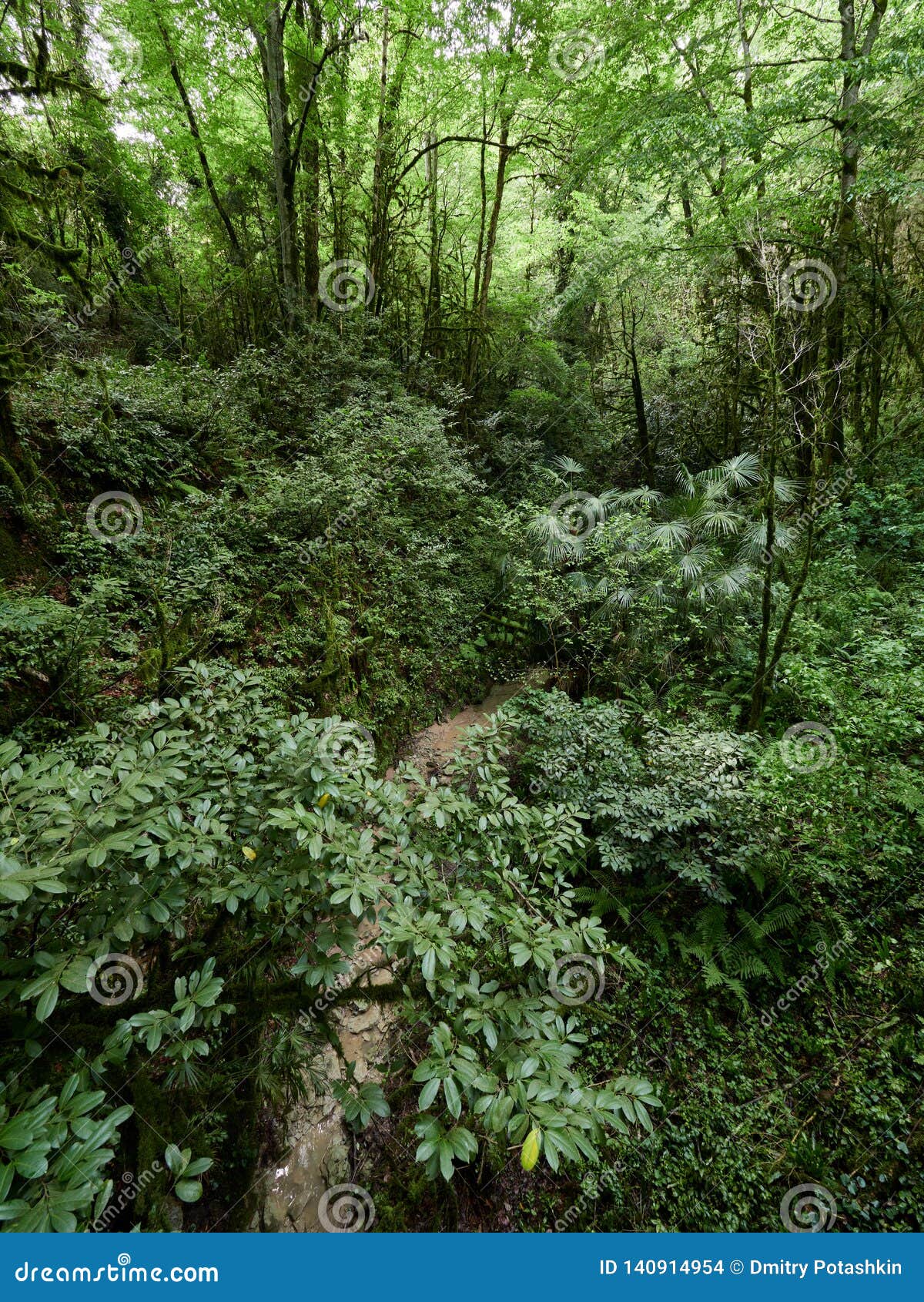 Thicket of Dense Green Forest with Parched Stream Stock Photo - Image ...
