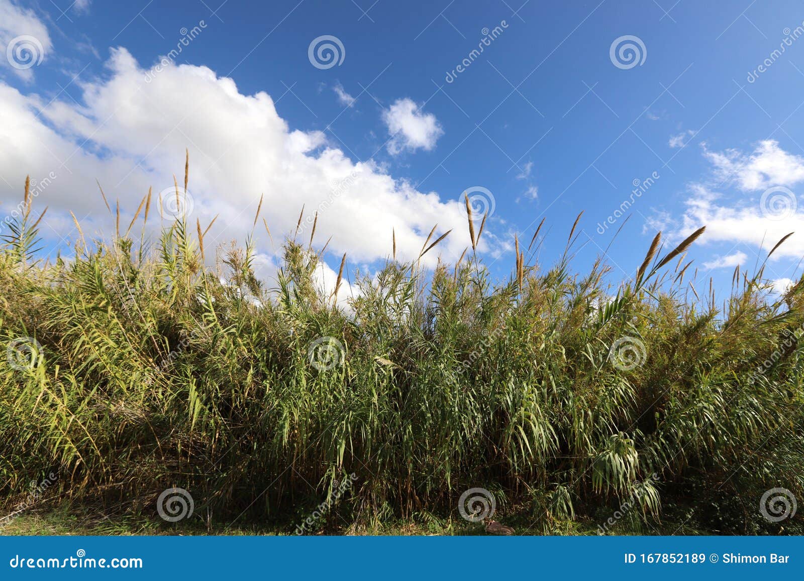 Thicket of Reeds on the Banks of a River in Israel Stock Image - Image ...