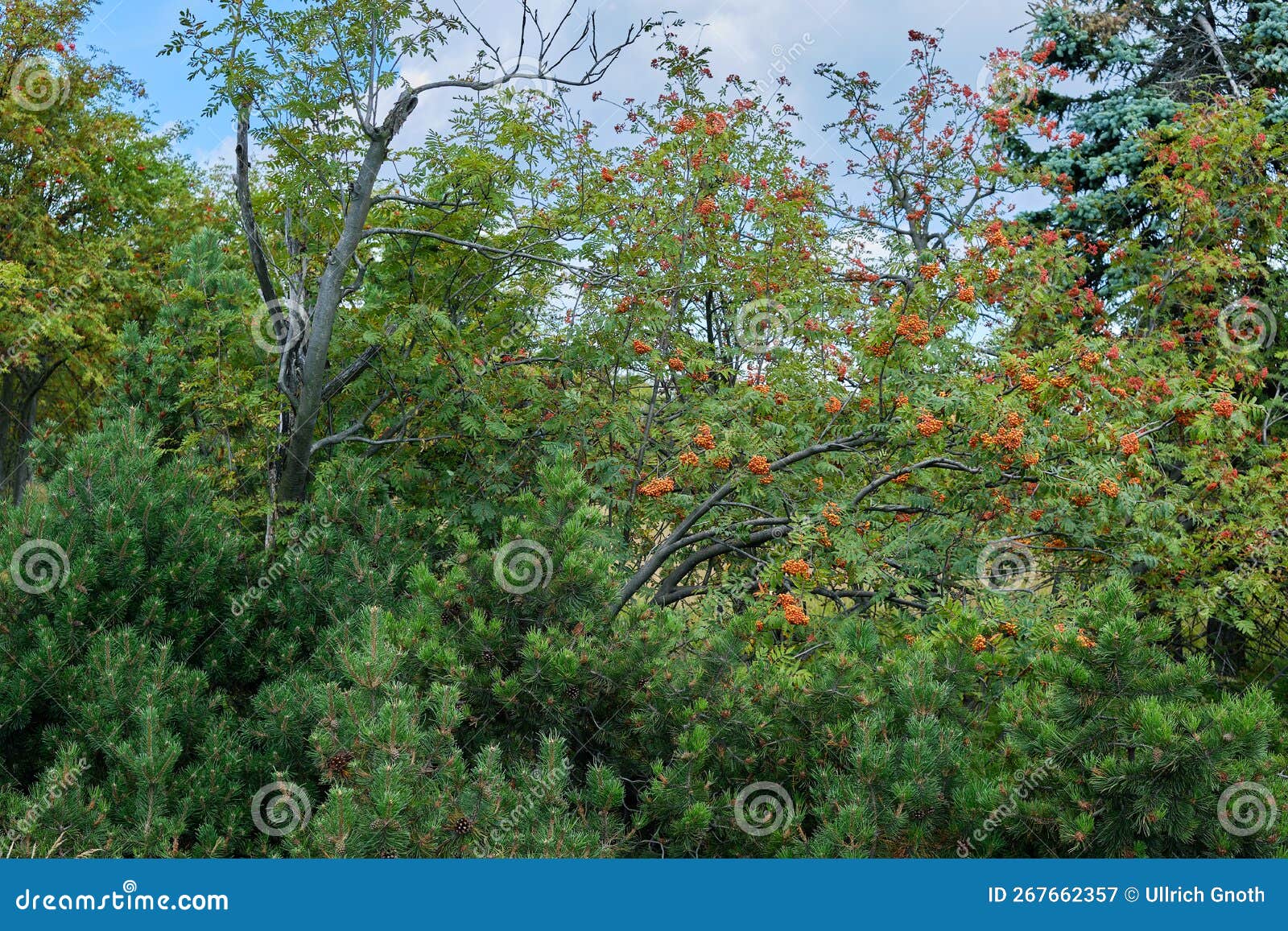 Thicket of Rowan stock image. Image of bush, habitat - 267662357