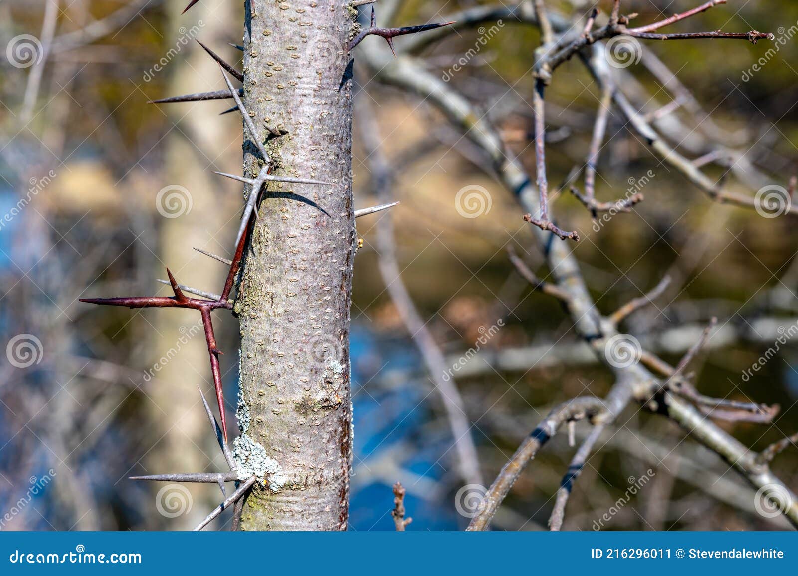 Thicket of Thorns on a Honey Locust Stock Image - Image of sharp, issue ...