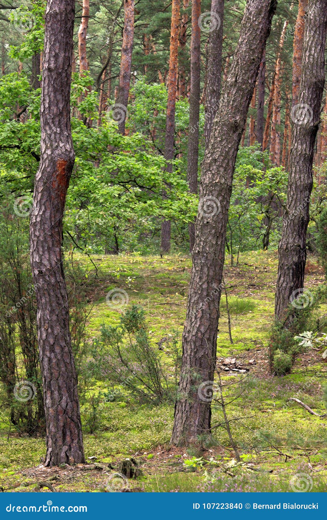 Thicket of Trees and Bushes of a Natural Forest in a Summer Stock Photo ...