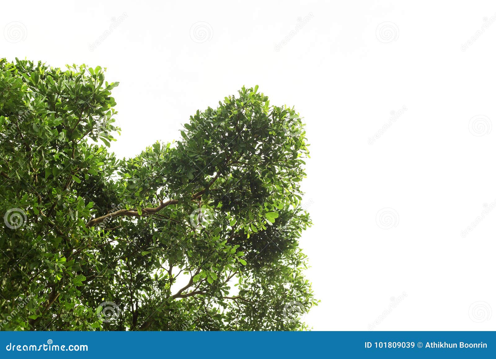 Thicket of Trees Shot from Below on a White Background. Stock Image ...