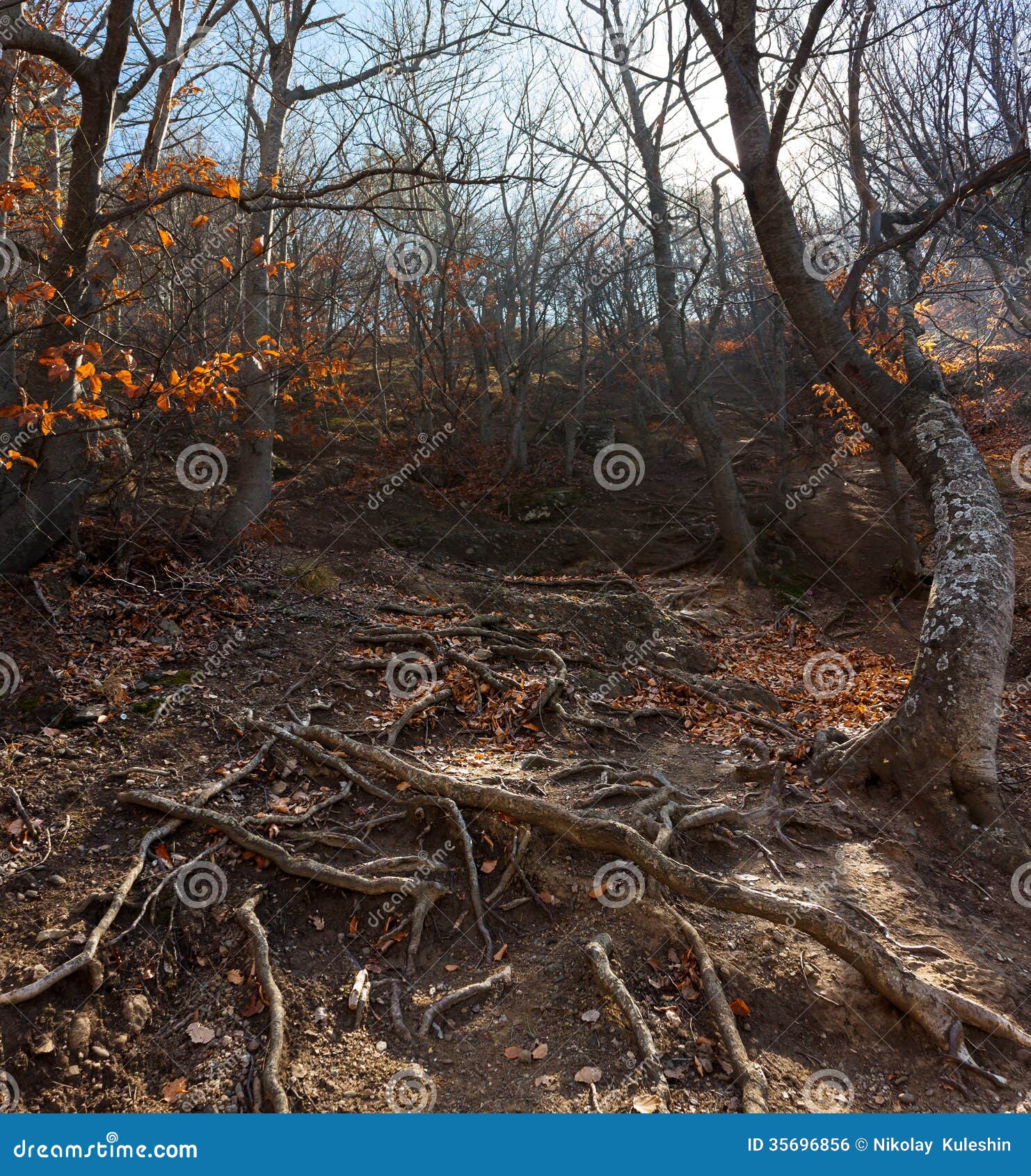 Thicket2 stock photo. Image of sunlight, wilderness, root - 35696856