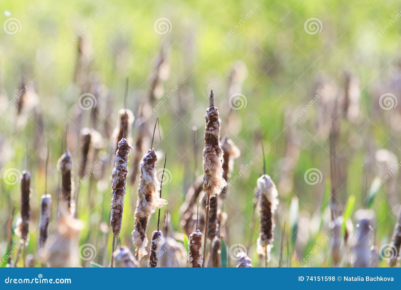 Thickets of Cattail Fluff from Flying Around Stock Photo - Image of ...