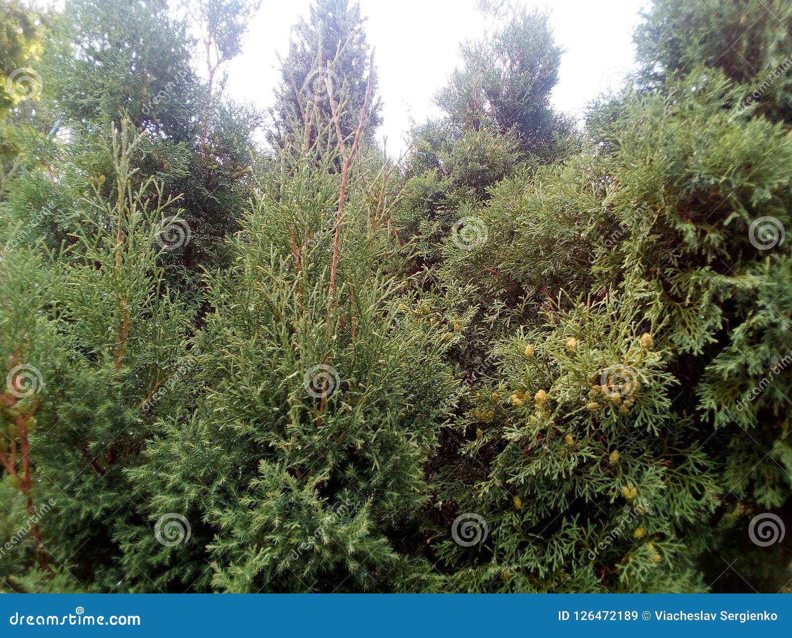 Thickets of Coniferous Trees are Thuja, Pine and Juniper. Stock Image ...