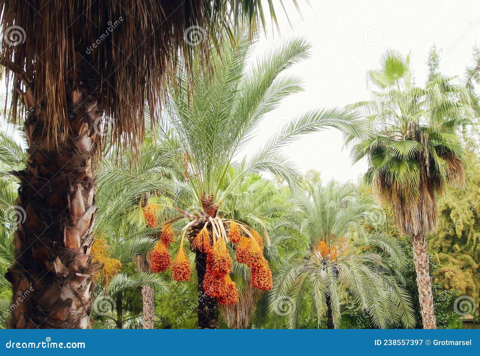 Thickets of Date Palm Trees in Turkey Stock Image - Image of bunch ...