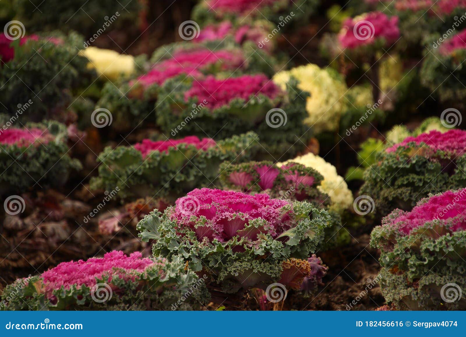 Multi-colored Buds of Decorative Cabbage Stock Photo - Image of bush ...