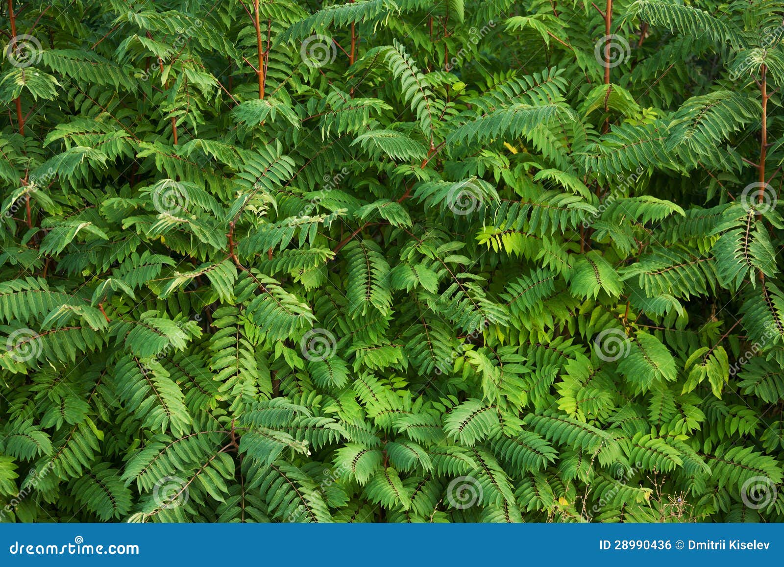 Thickets of Dense Green Bush Stock Photo - Image of ecology, plant ...