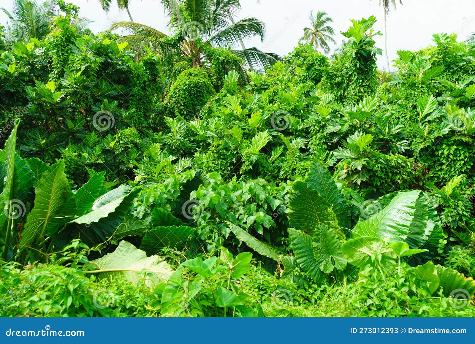 Thickets of Dense Green Bush with Different Leaves Stock Image - Image ...