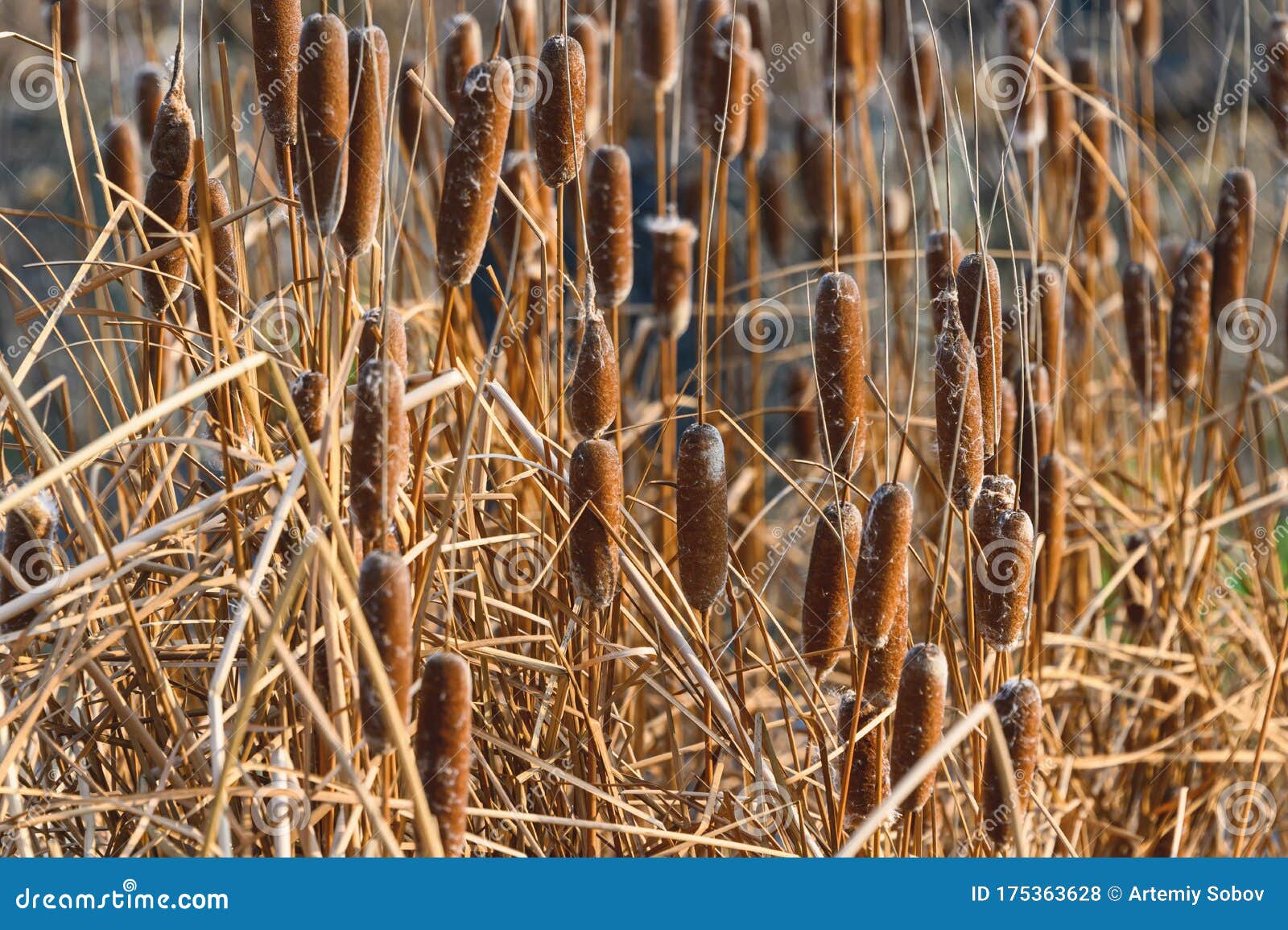 Thickets of Dry Cattails in the Spring. Flowers and Seed Heads of ...