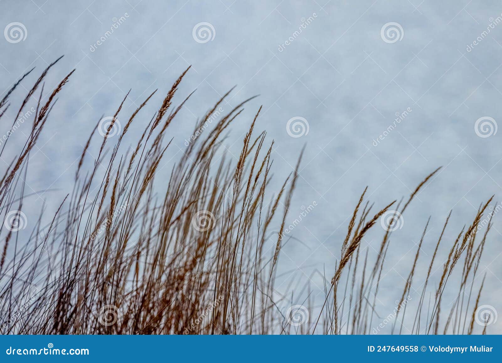 Thickets of Dry Grass Near the River in Autumn Stock Photo - Image of ...