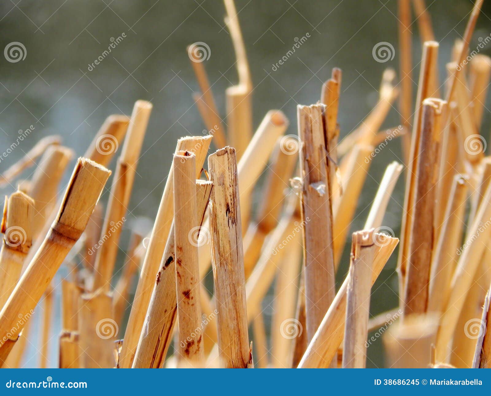 Thickets of Dry Reeds Outdoors in Autumn Stock Image - Image of plant ...