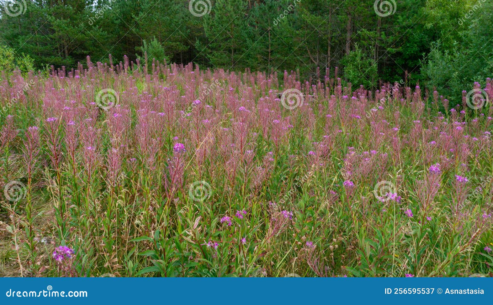 Thickets of Fireweed Angustifolia Willow-herb in the Wild. Fireweed ...