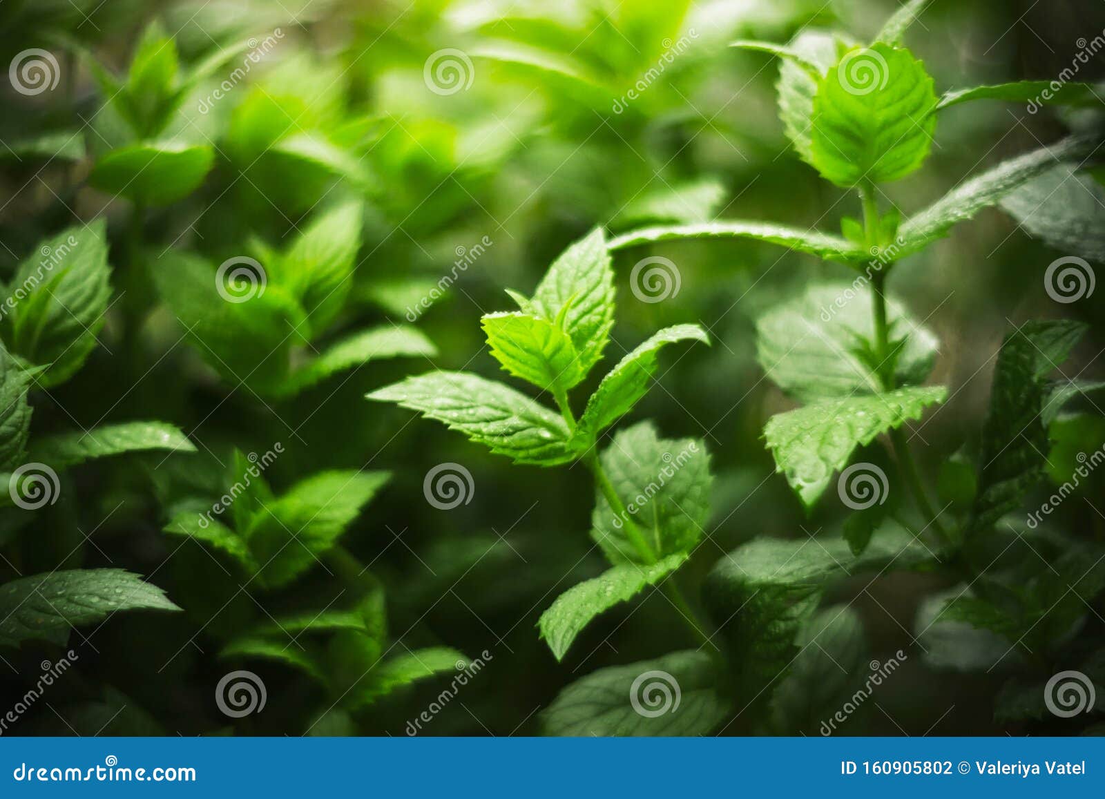 Thickets of Fragrant Mint, Covered with Dew Drops Stock Photo - Image ...