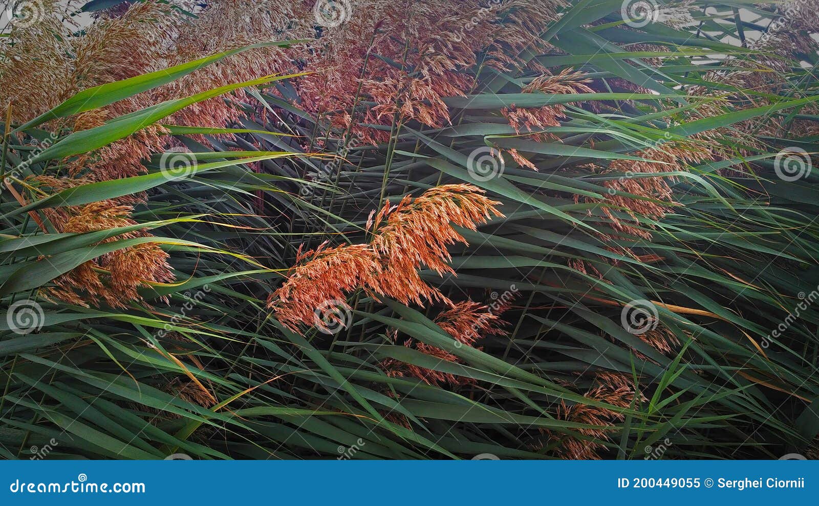 Thickets of Green Reeds with Bright Red Inflorescences Stock Image ...