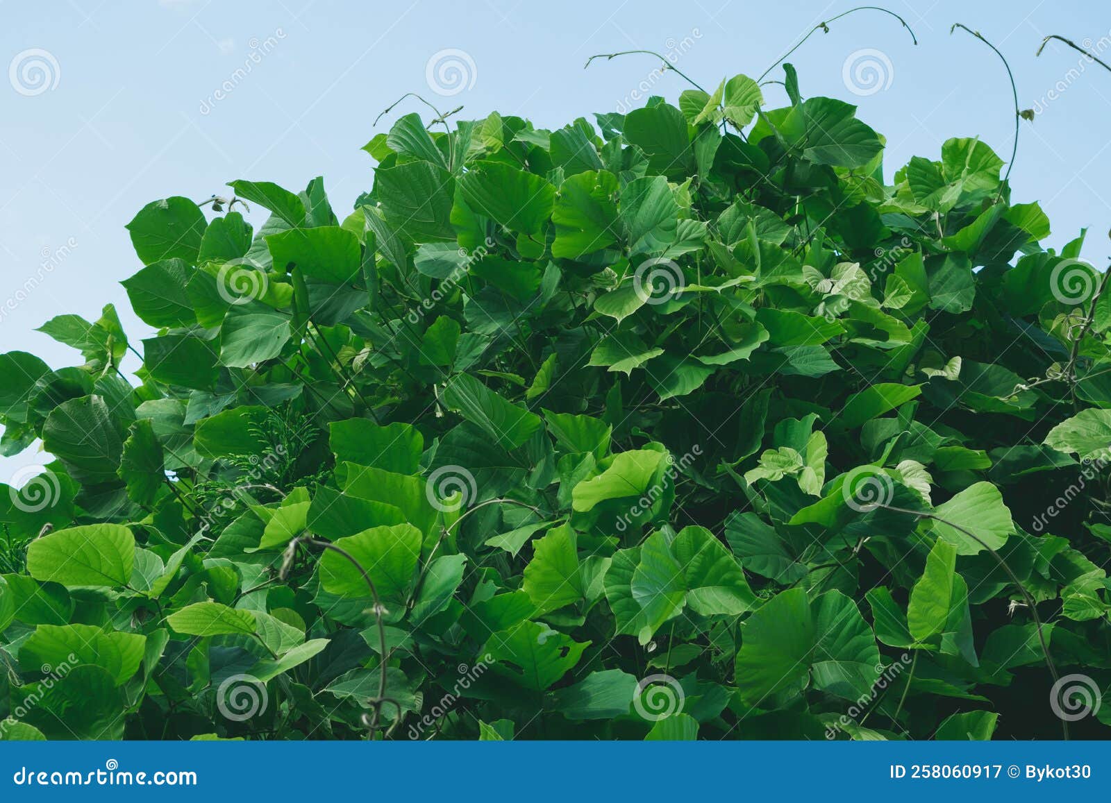 Thickets of Kudzu Against the Blue Sky. Stock Image - Image of natural ...
