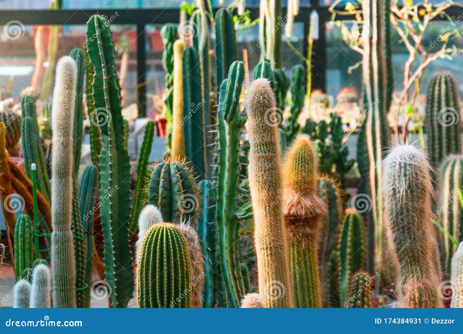 Thickets of Long Tall Cacti in a Greenhouse Stock Image - Image of ...