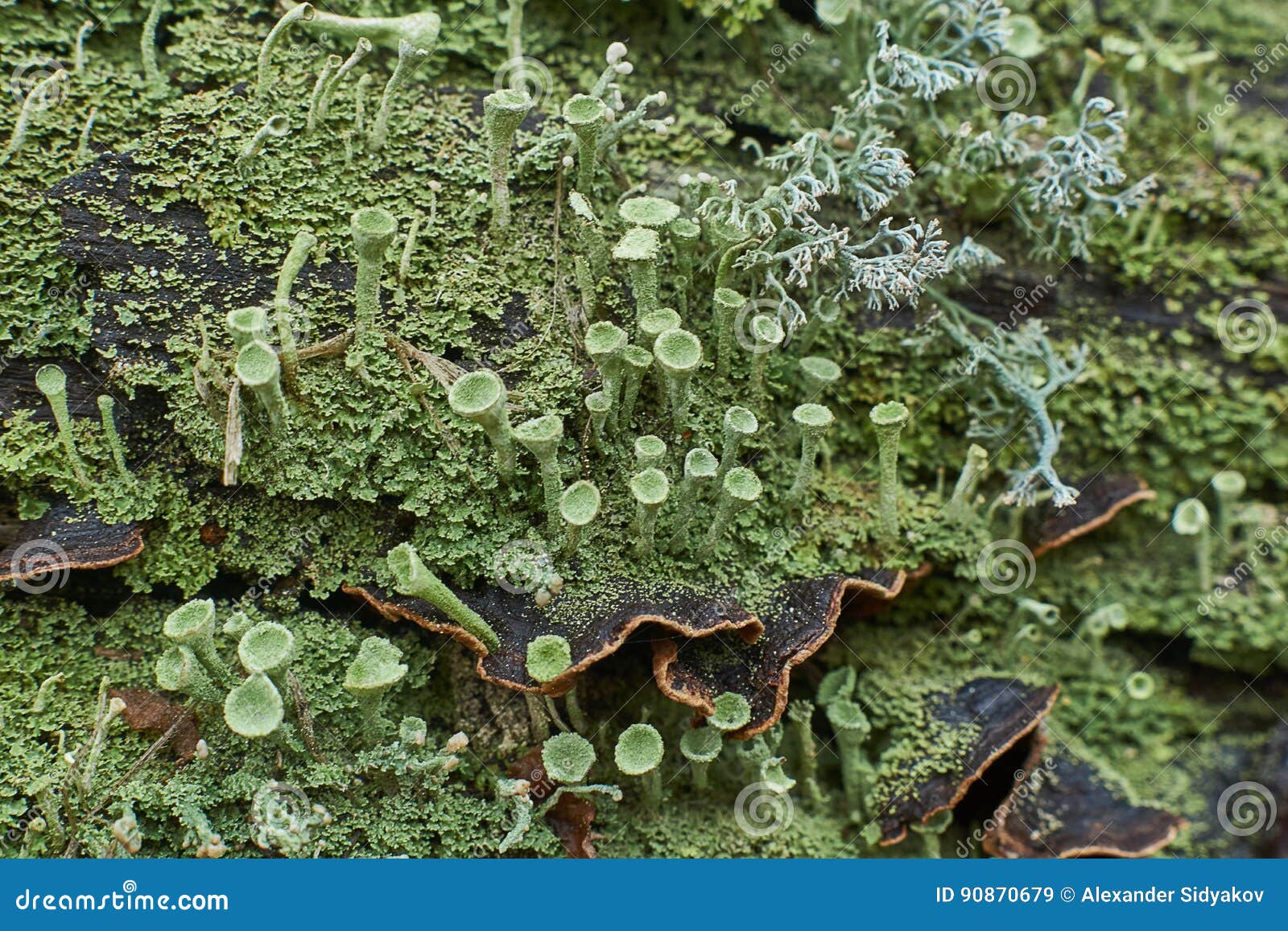 Thickets of Mosses and Lichens. Stock Image - Image of north, arctic ...