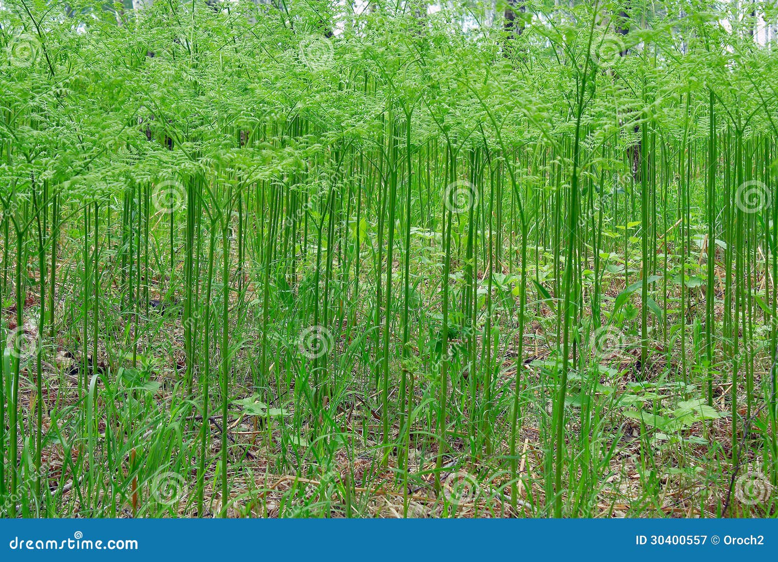 Thickets Pteridium Aquilinum Stock Image - Image of birch, aquilinum ...