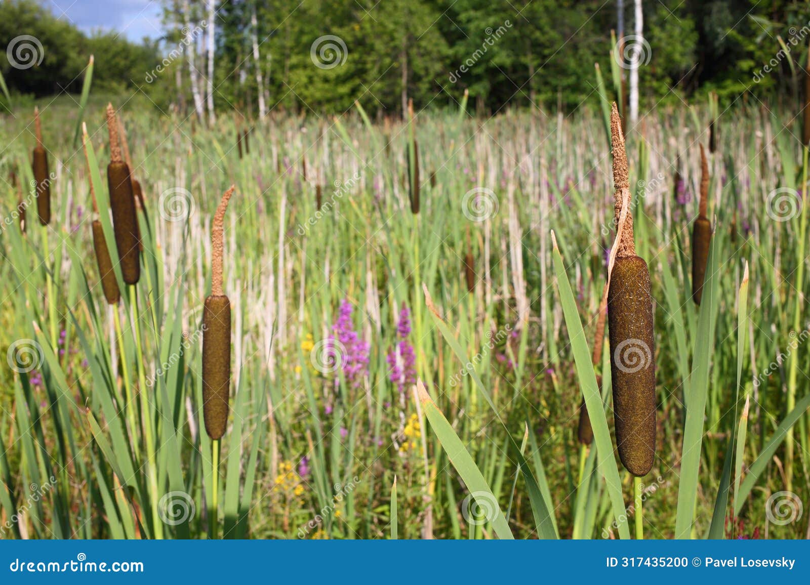 Reed Mace Plant Also Known As Cat - Tail, Bulrush, Swamp Sausage, Punks ...