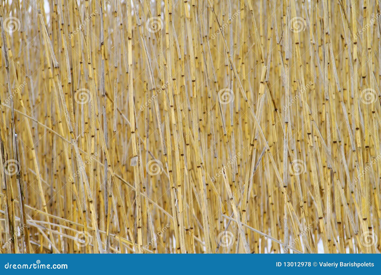 Thickets of reeds stock photo. Image of material, bark - 13012978