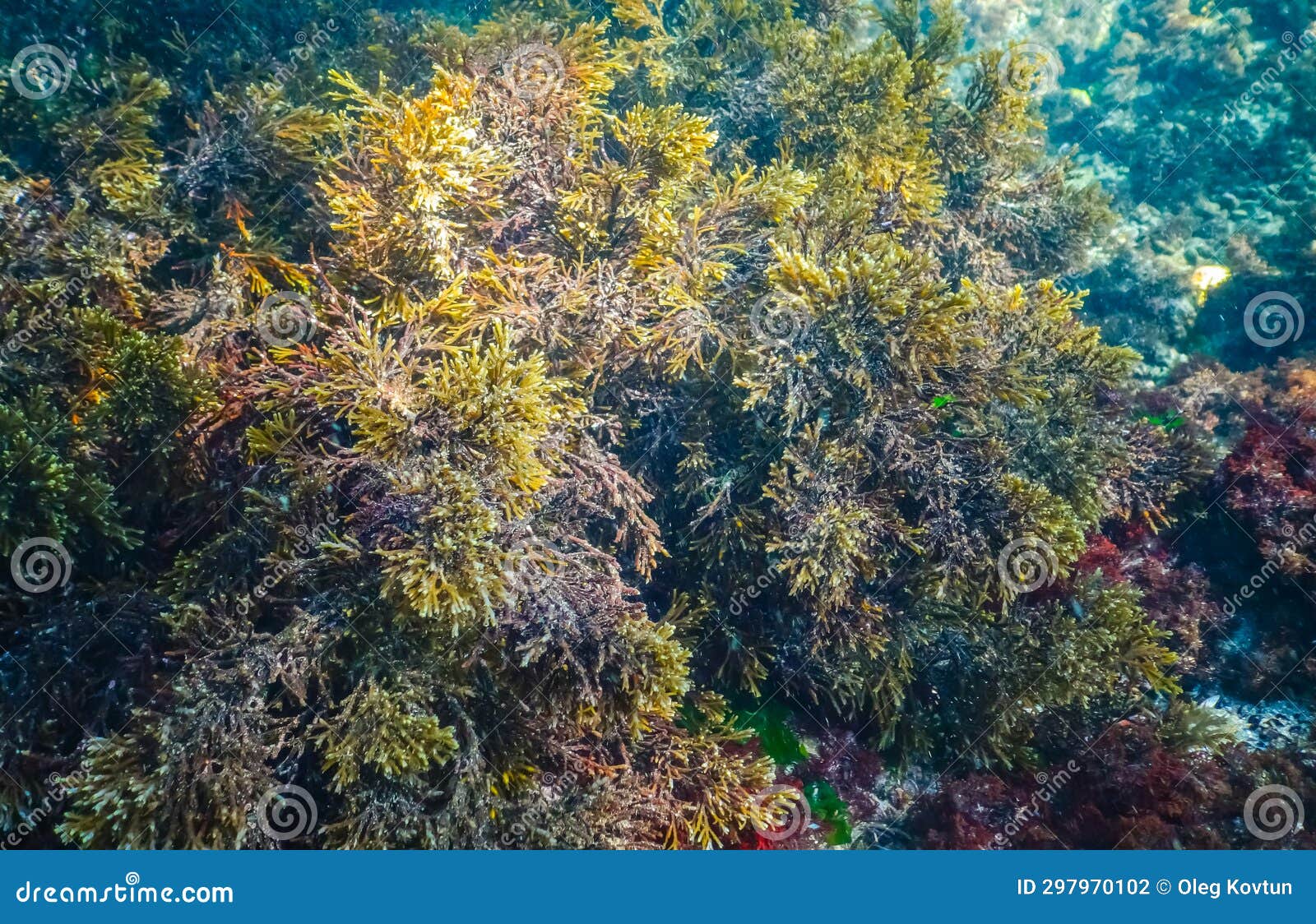 Thickets Sea Algae Cystoseira Barbata in the Coastal Zone of the Sea ...