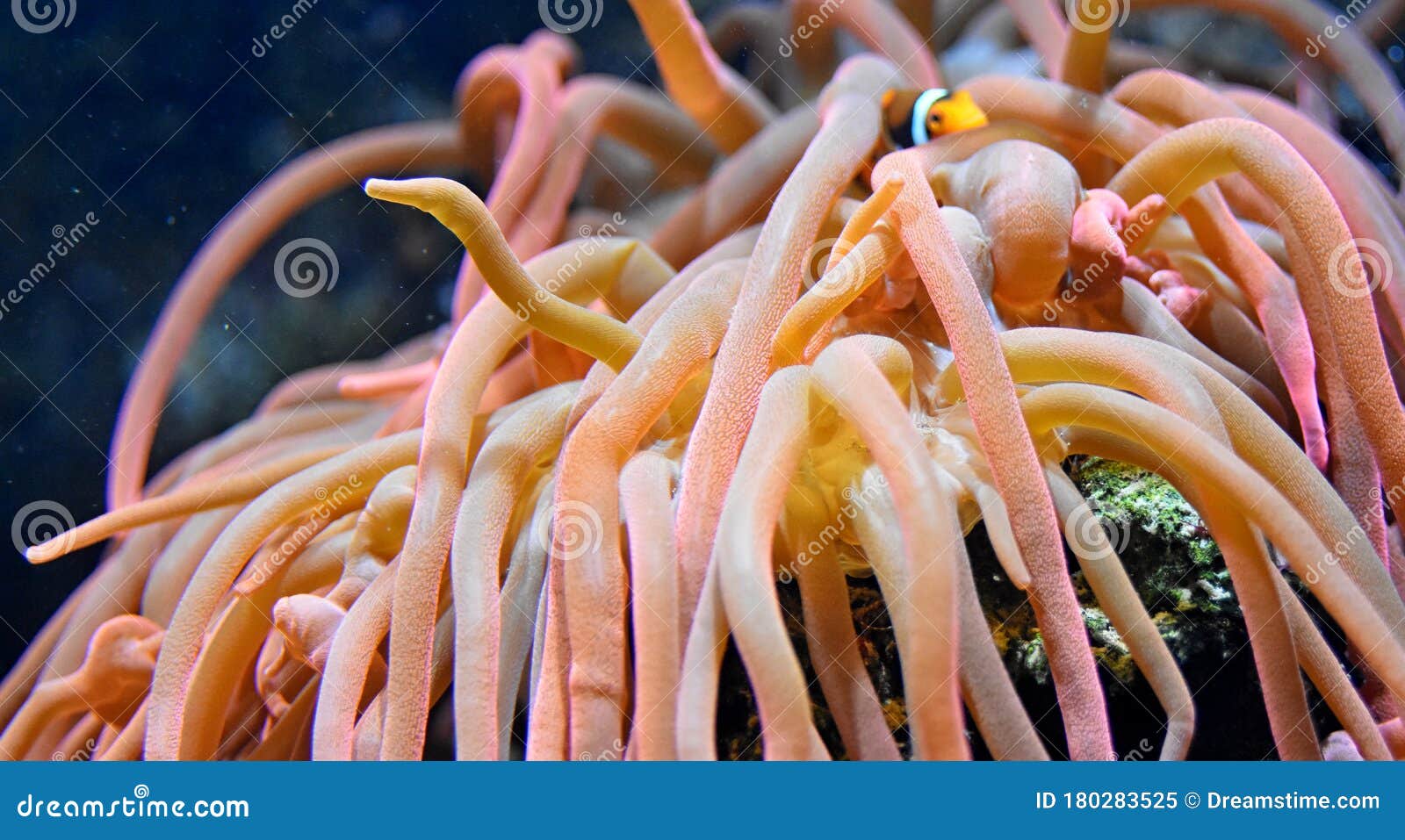 Thickets of Sea Anemones, Percula Clown Fish Stock Image - Image of ...
