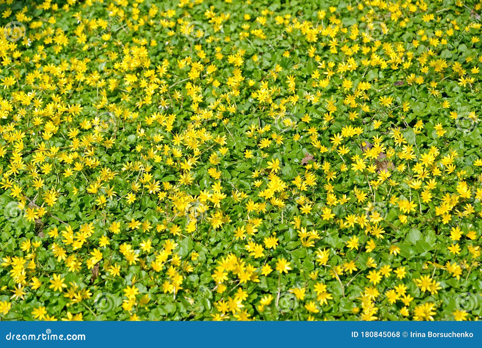 Thickets of Spring Buttercup Ficaria Verna. Background Stock Photo ...